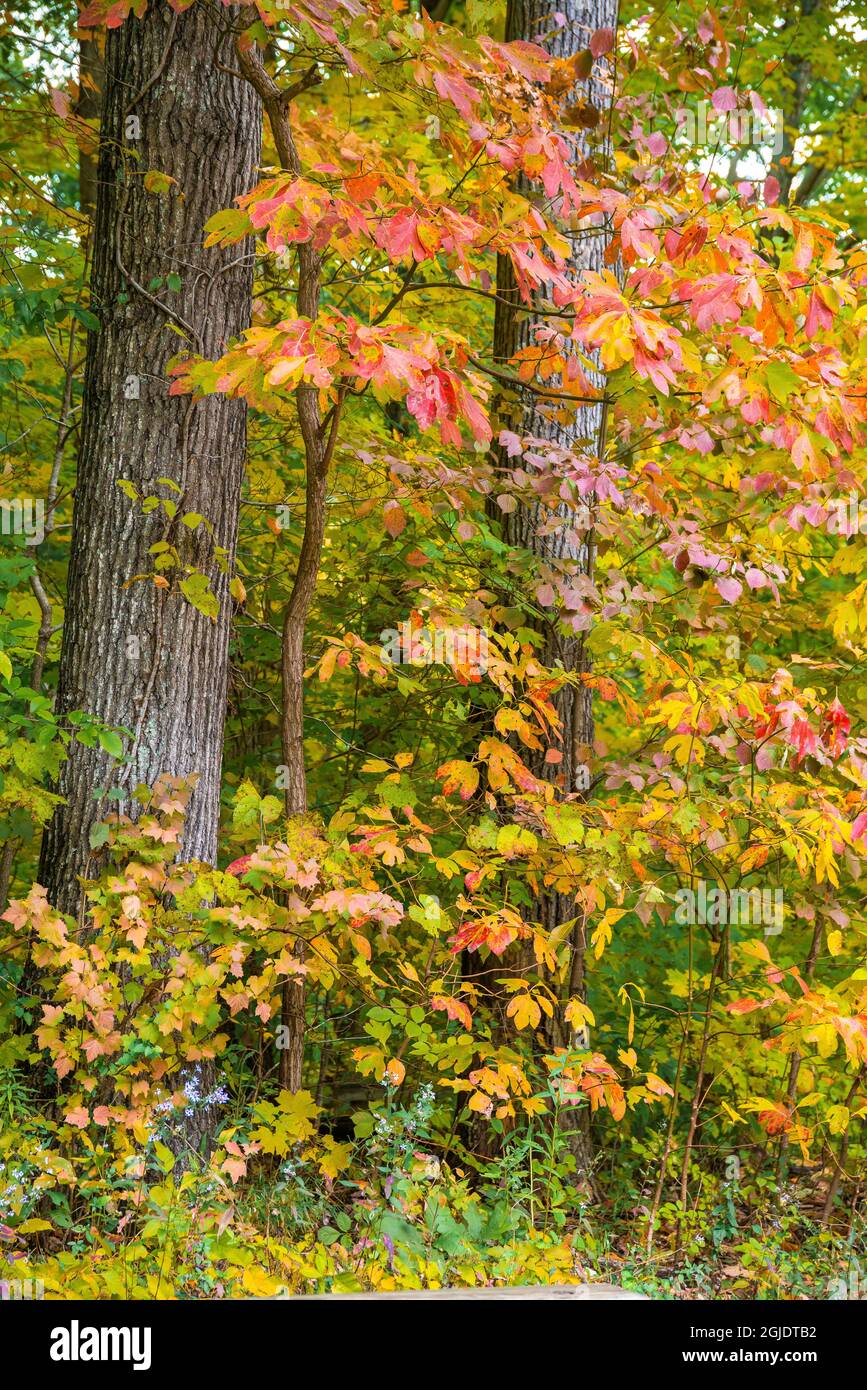 Fall Forest Foliage in Clifty Creek Park, Southern Indiana Stock Photo ...