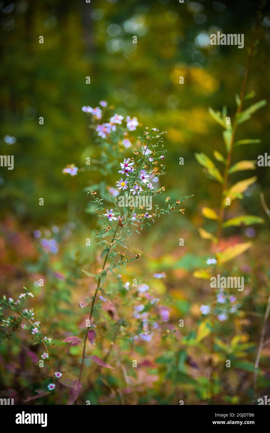 The state flower of indiana hi-res stock photography and images - Alamy