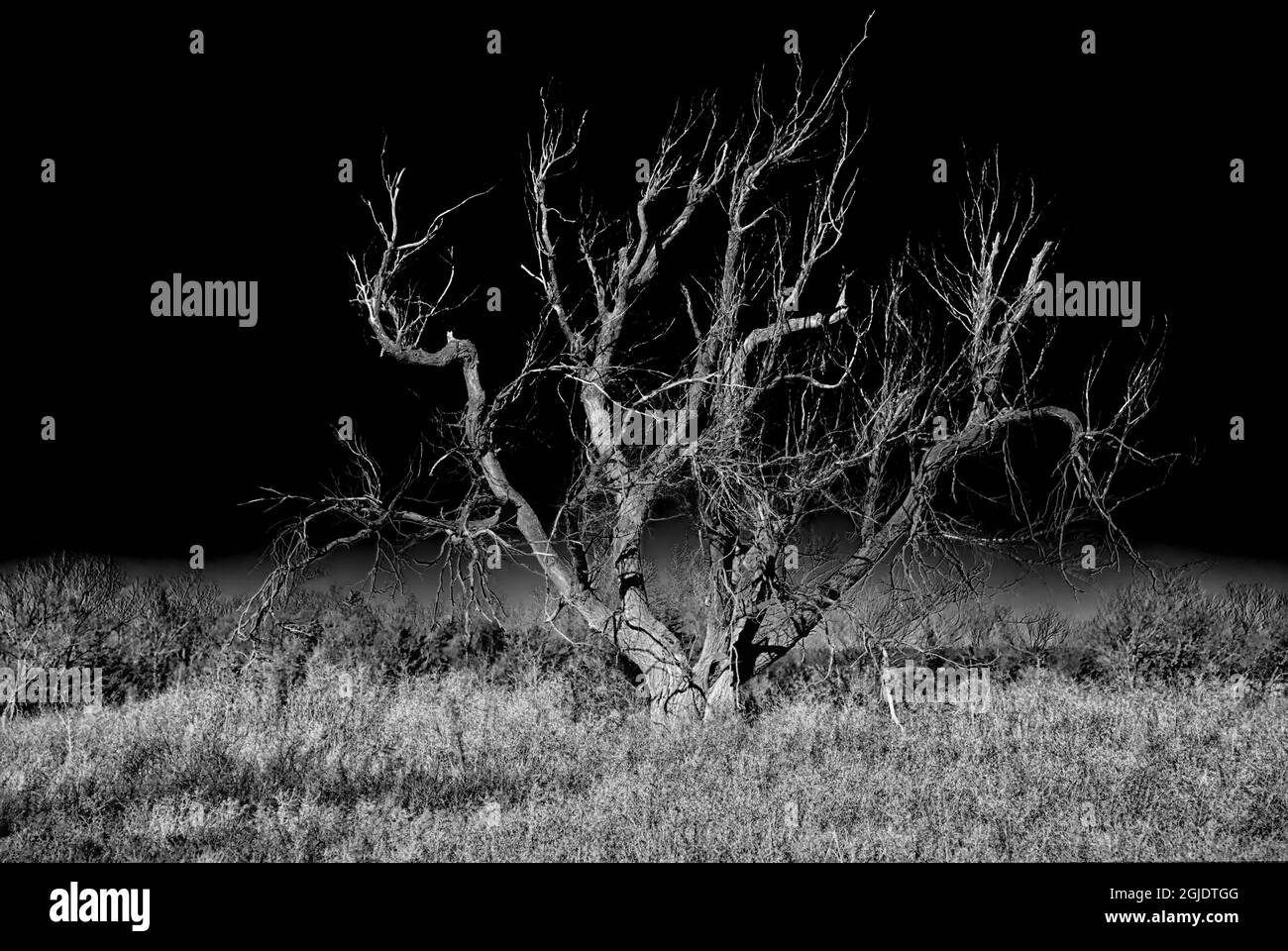 Infrared image of Tree taken during the night Stock Photo - Alamy