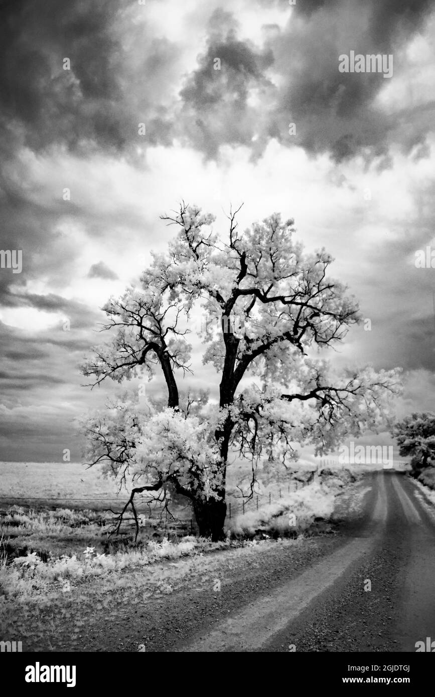 Large tree beside a large pasture Stock Photo - Alamy