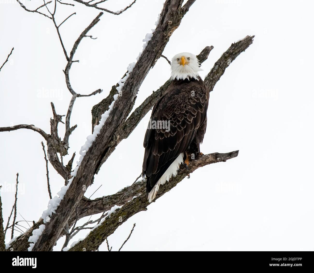 Bald Eagle staring Stock Photo - Alamy