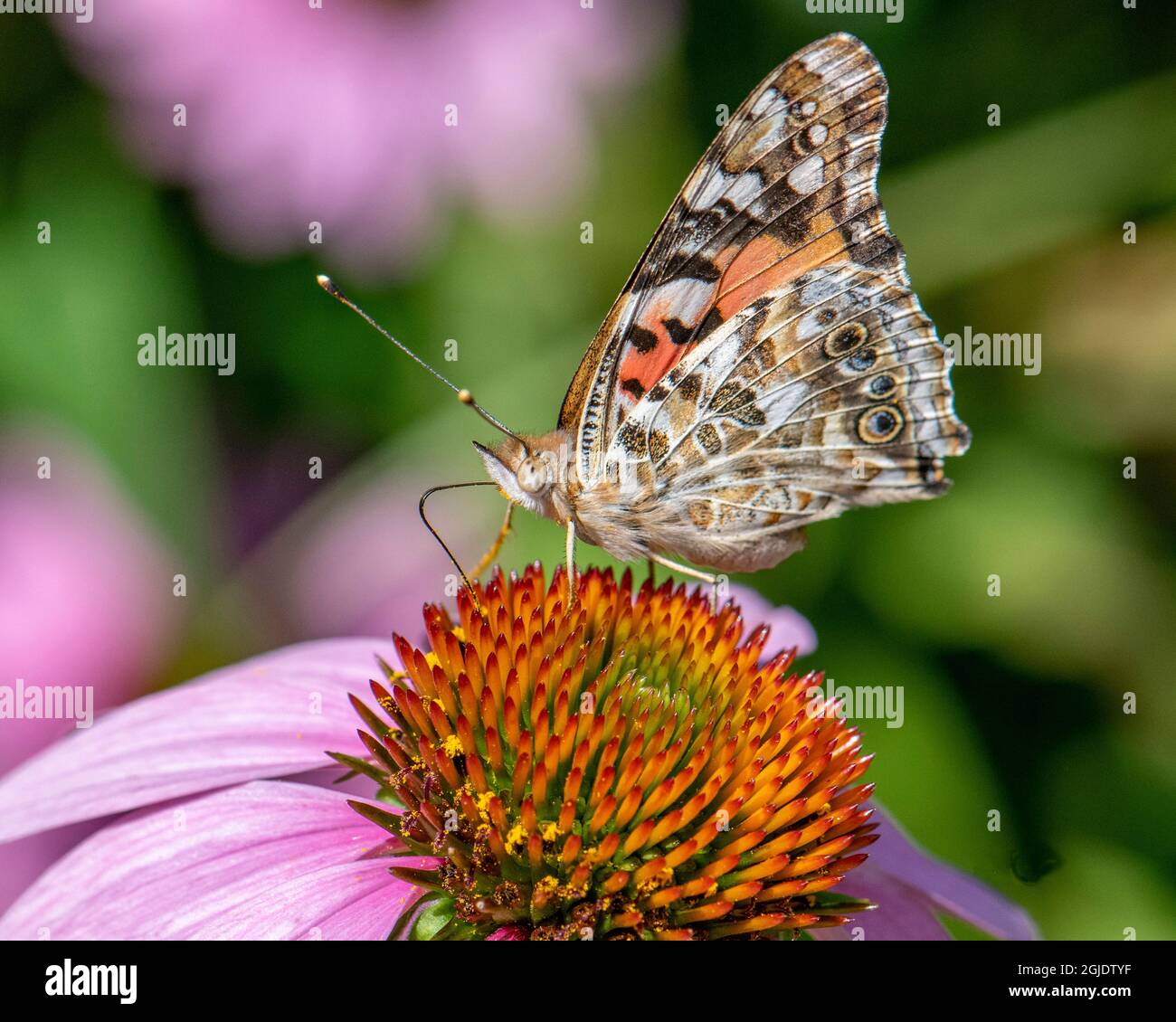 Butterfly collecting pollen Stock Photo - Alamy