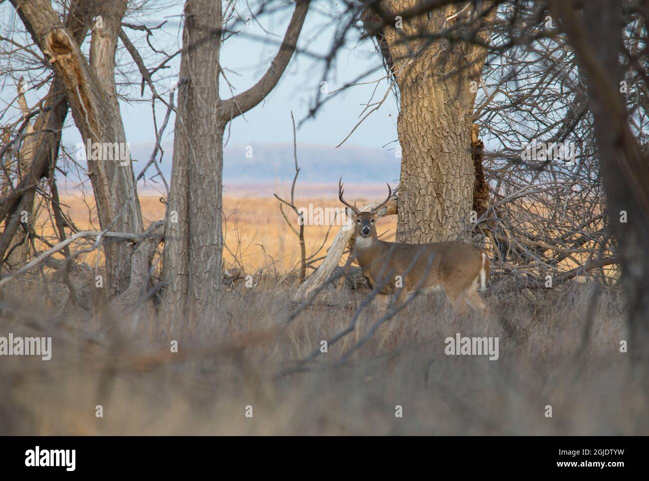 White-tailed buck looking alerted Stock Photo - Alamy
