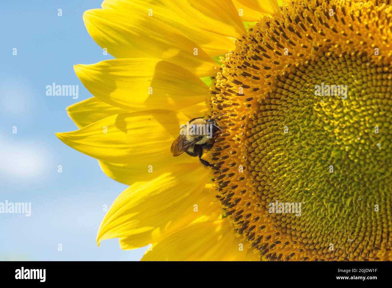 Bee starting to work on giant sunflower Stock Photo - Alamy