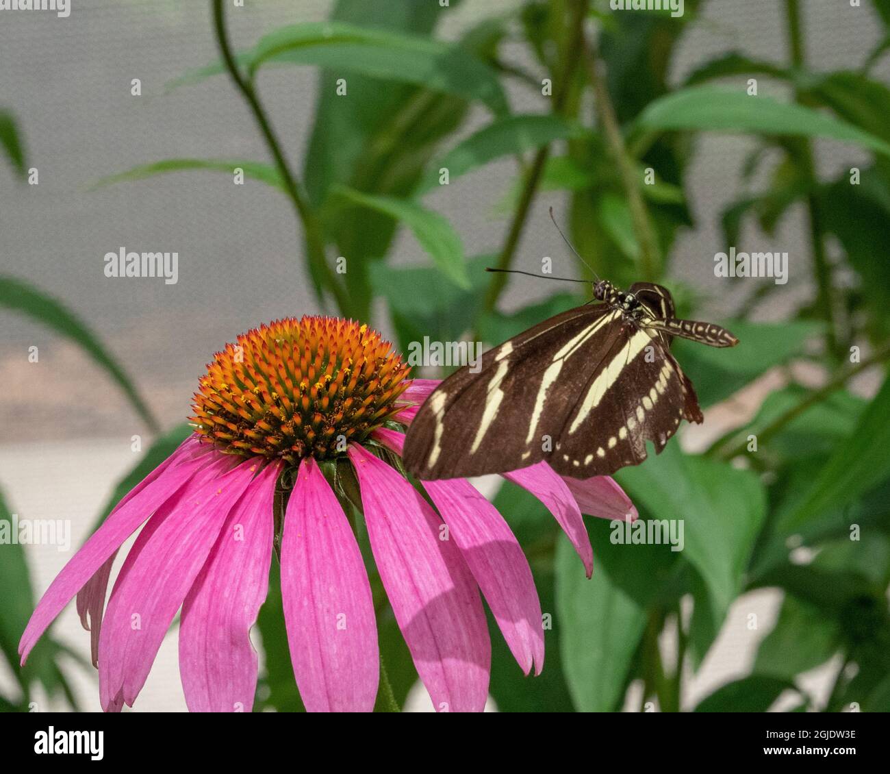 Butterfly closing in on cone flower Stock Photo - Alamy