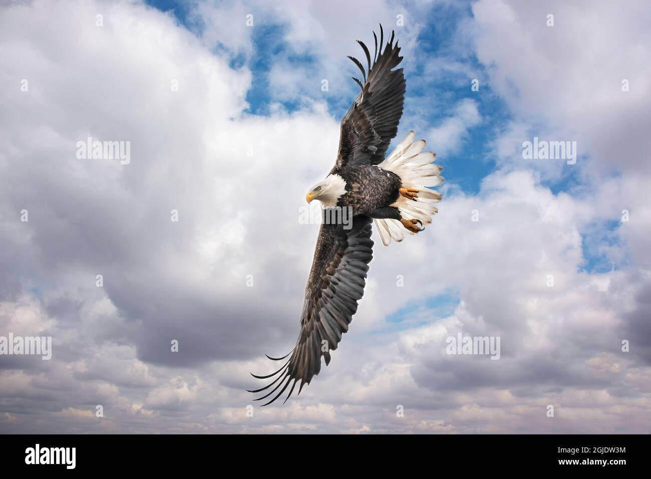 Balk Eagle looking for prey Stock Photo - Alamy