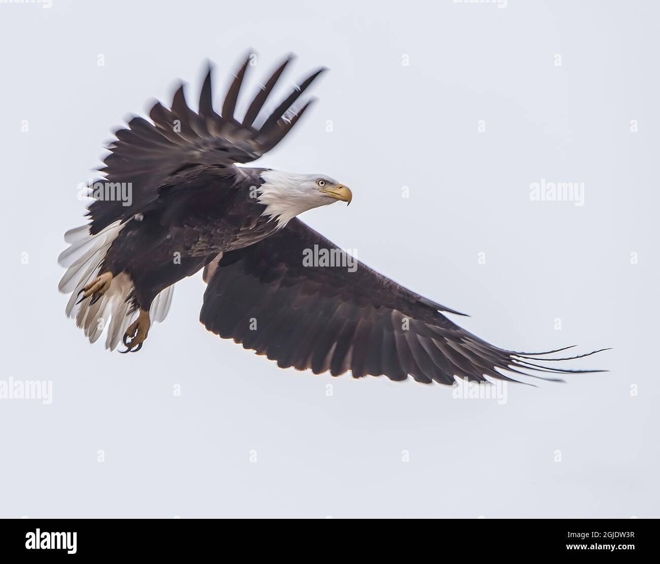 Bald Eagle making an in flight maneuver Stock Photo - Alamy