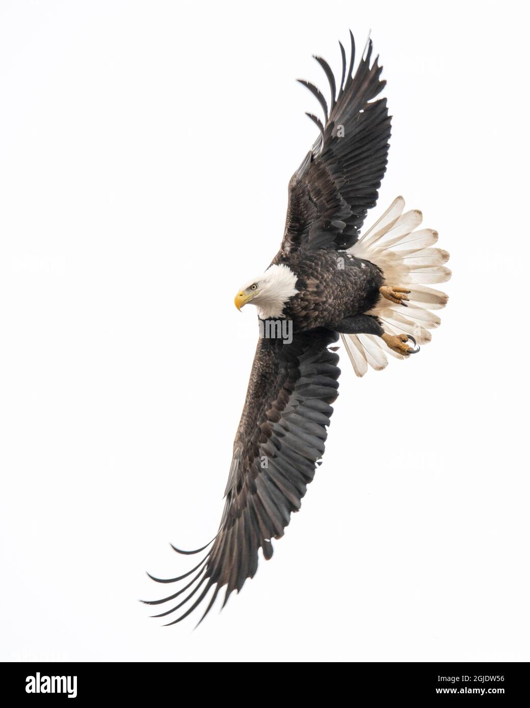 Eagle spotting prey and starting the dive for a catch Stock Photo - Alamy