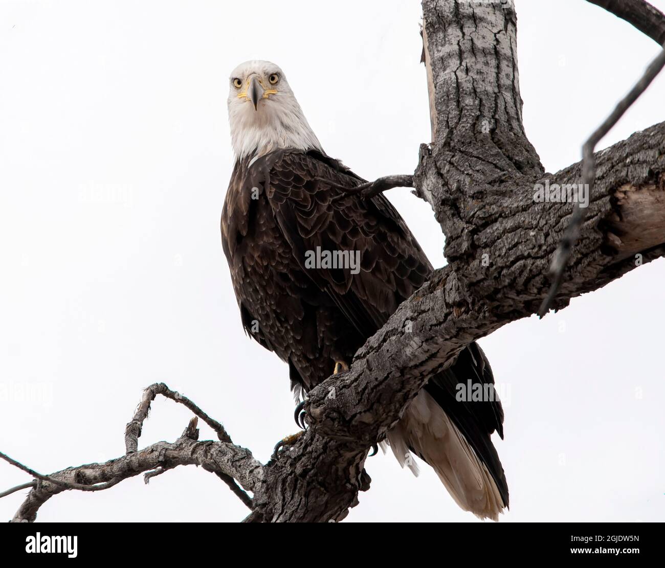 Eagle staring hi-res stock photography and images - Alamy