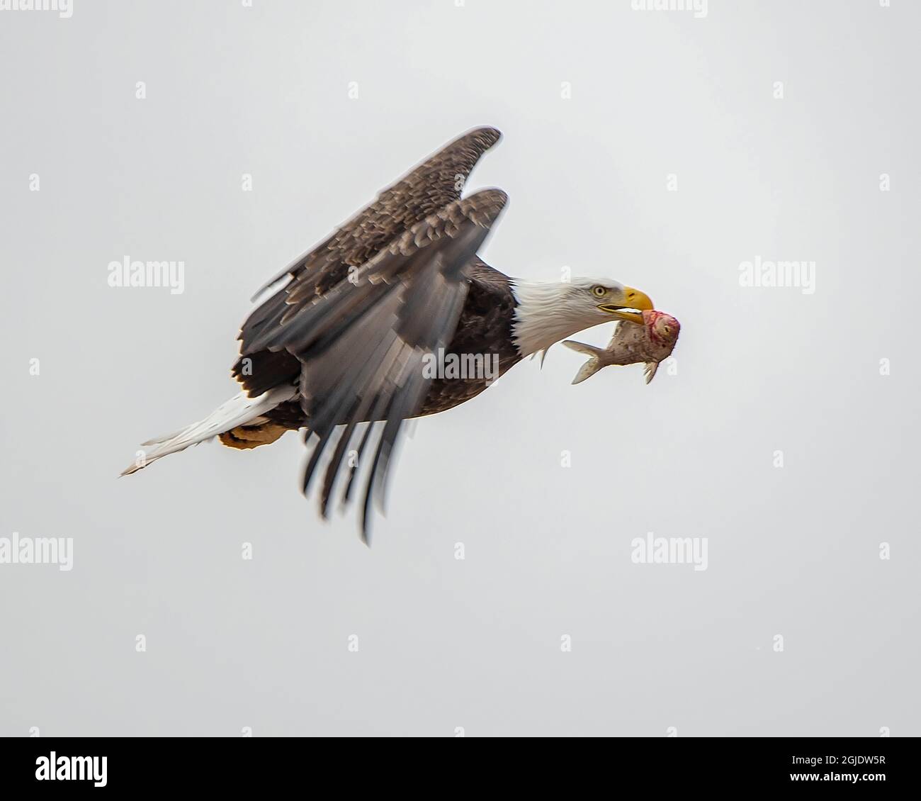 Eagle after food Stock Photo - Alamy