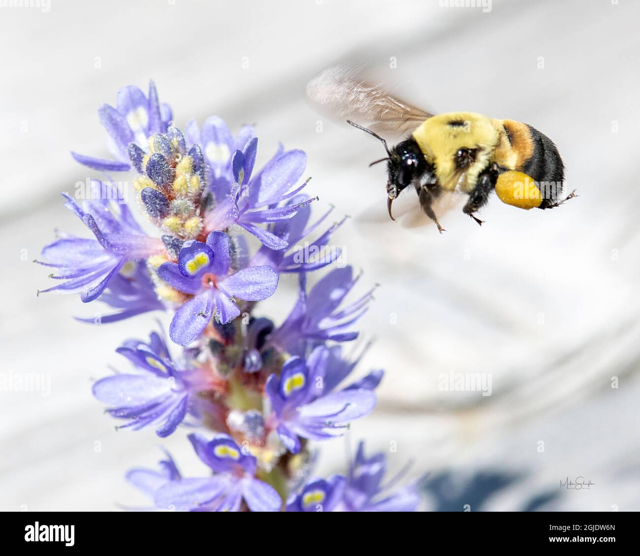 Bee hovering over a pickerelweed looking for pollen Stock Photo - Alamy