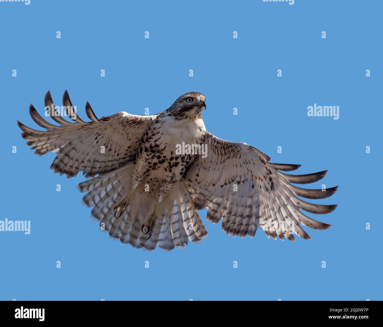 Hawk hovering hi-res stock photography and images - Alamy