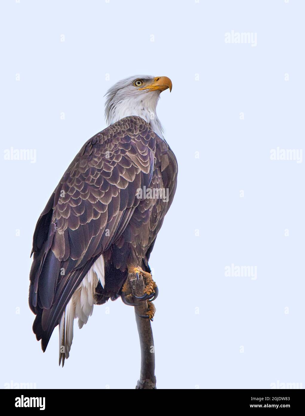 Bald Eagle watching something flying above Stock Photo - Alamy