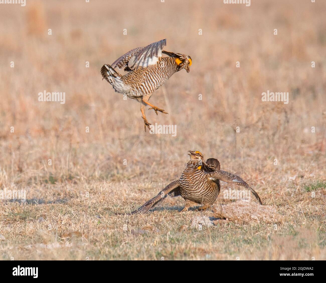 Chicken mating hi-res stock photography and images - Alamy
