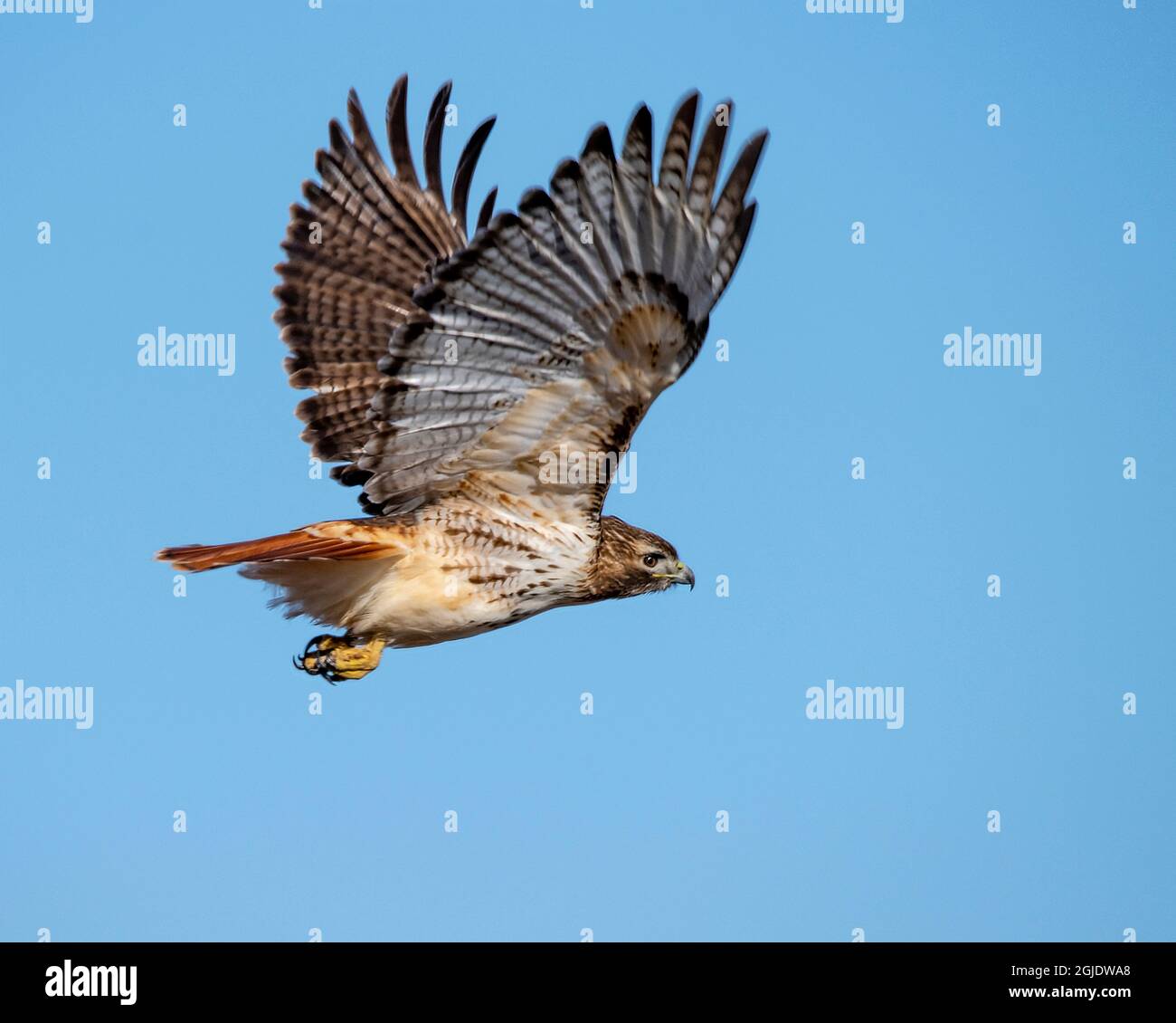 Red-tailed hawk in flight Stock Photo - Alamy