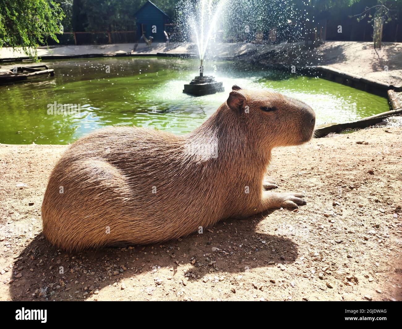 Capybara adult (hydrochoerus hydrochaeris) have rest on zoo pond coast ...