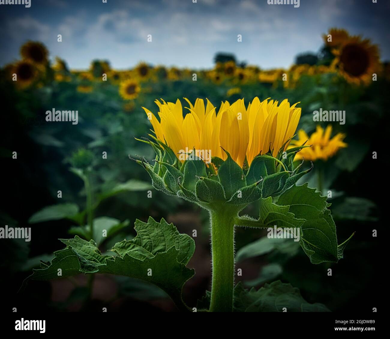 Different than the rest hi-res stock photography and images - Alamy