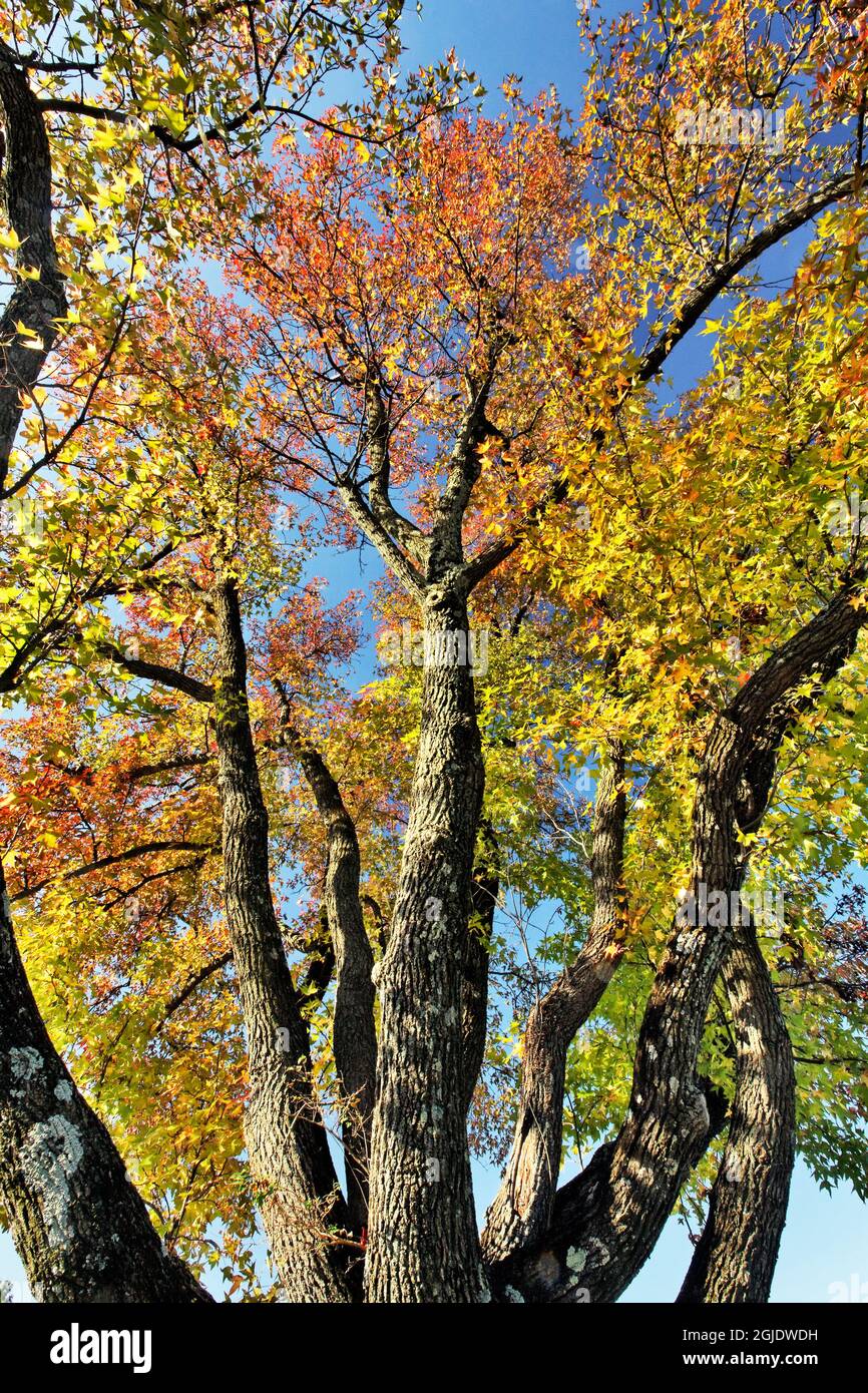 Tree upward view hi-res stock photography and images - Alamy