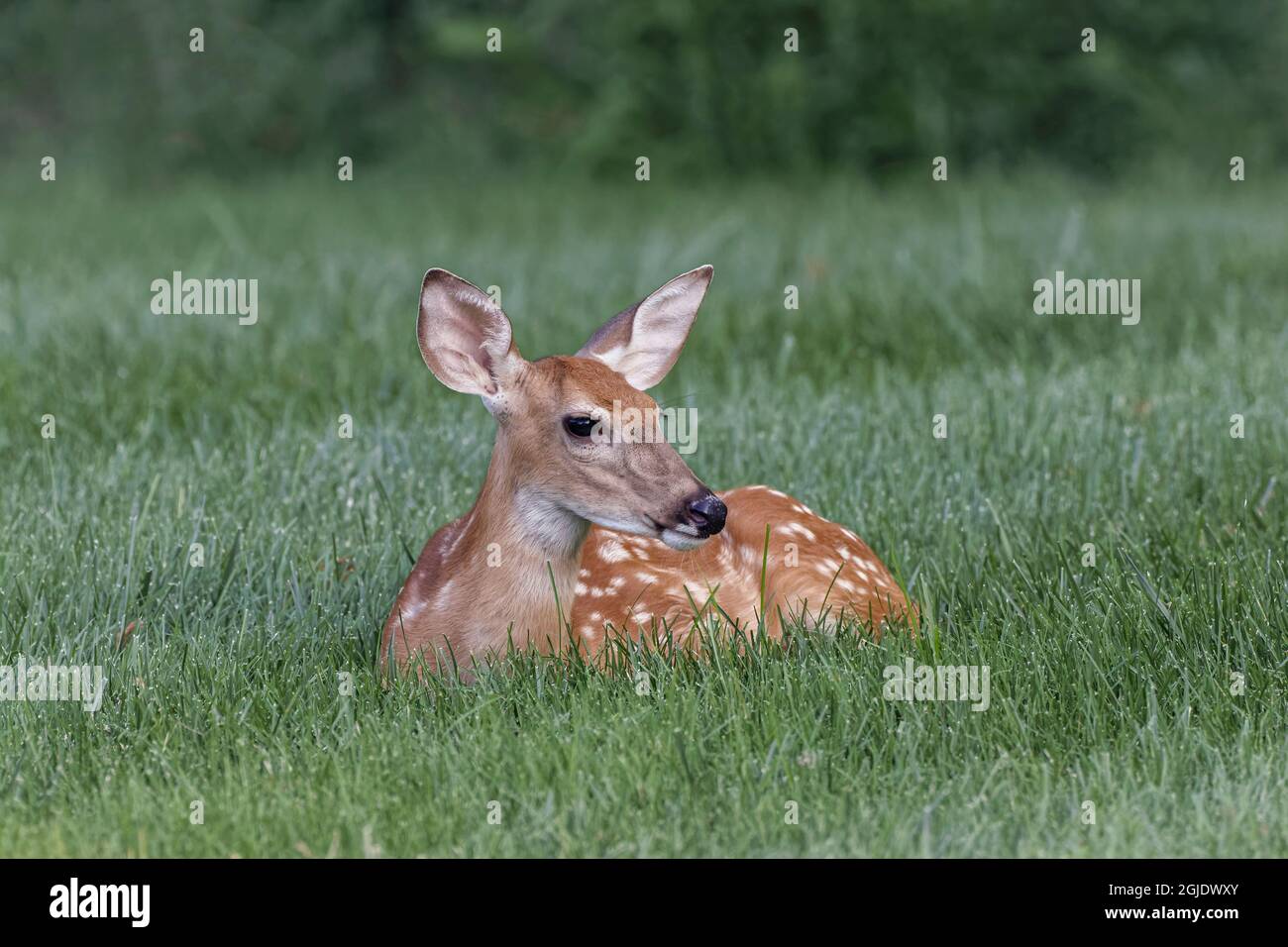Baby white tailed fawn resting hi-res stock photography and images - Alamy