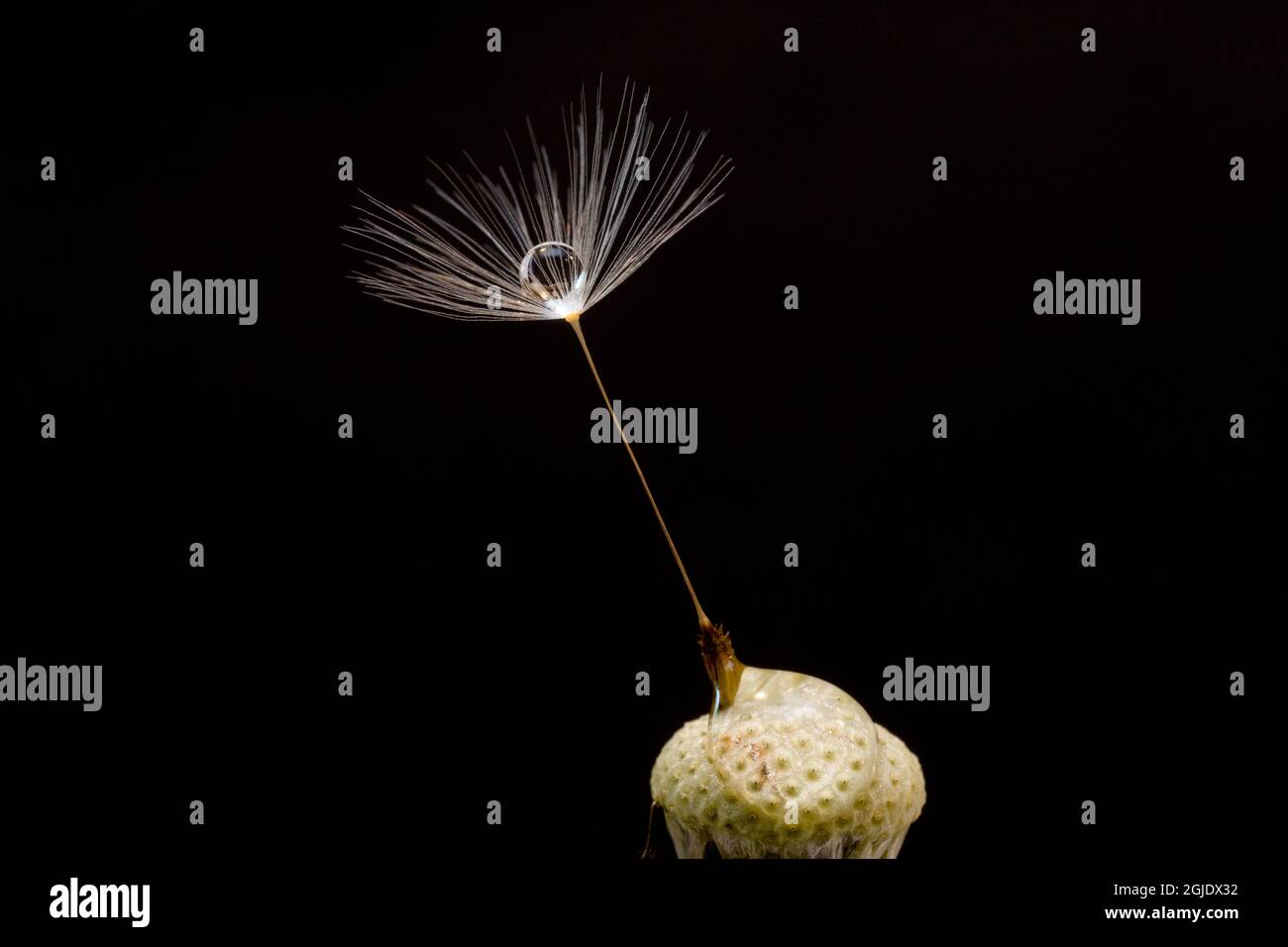 Single dandelion seed, Kentucky Stock Photo - Alamy