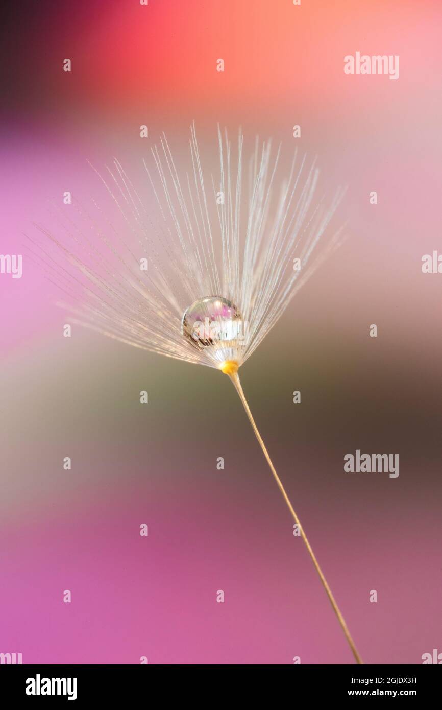 Single dandelion seed with dew drop, Kentucky Stock Photo - Alamy