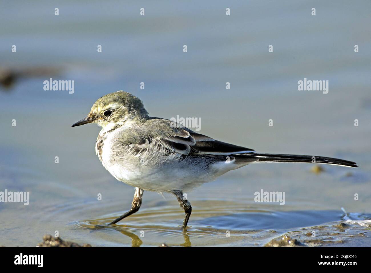 The white wagtail (Motacilla alba) Photo: Bengt Ekman / TT / code 2706 ...