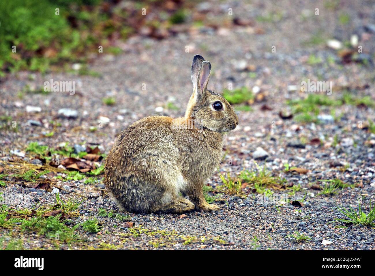 European rabbit (Oryctolagus cuniculus) Photo: Bengt Ekman / TT / code ...