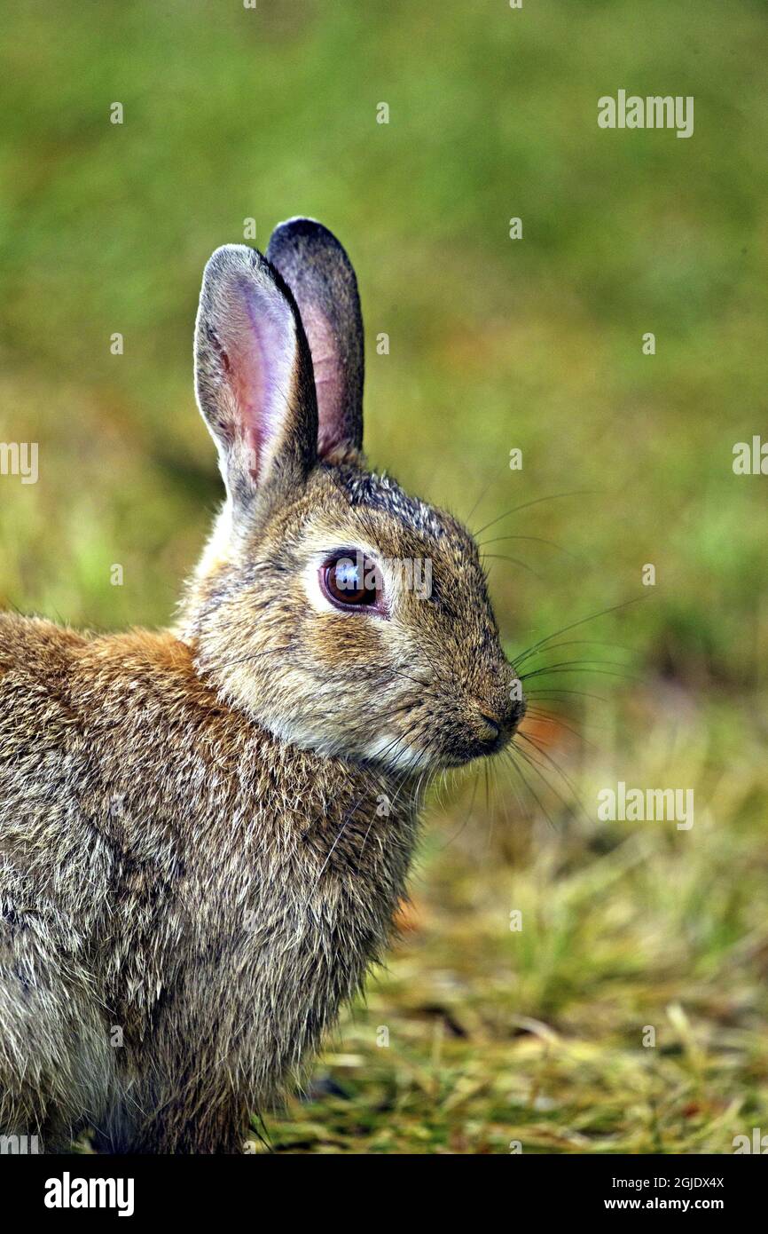 European rabbit (Oryctolagus cuniculus) Photo: Bengt Ekman / TT / code ...