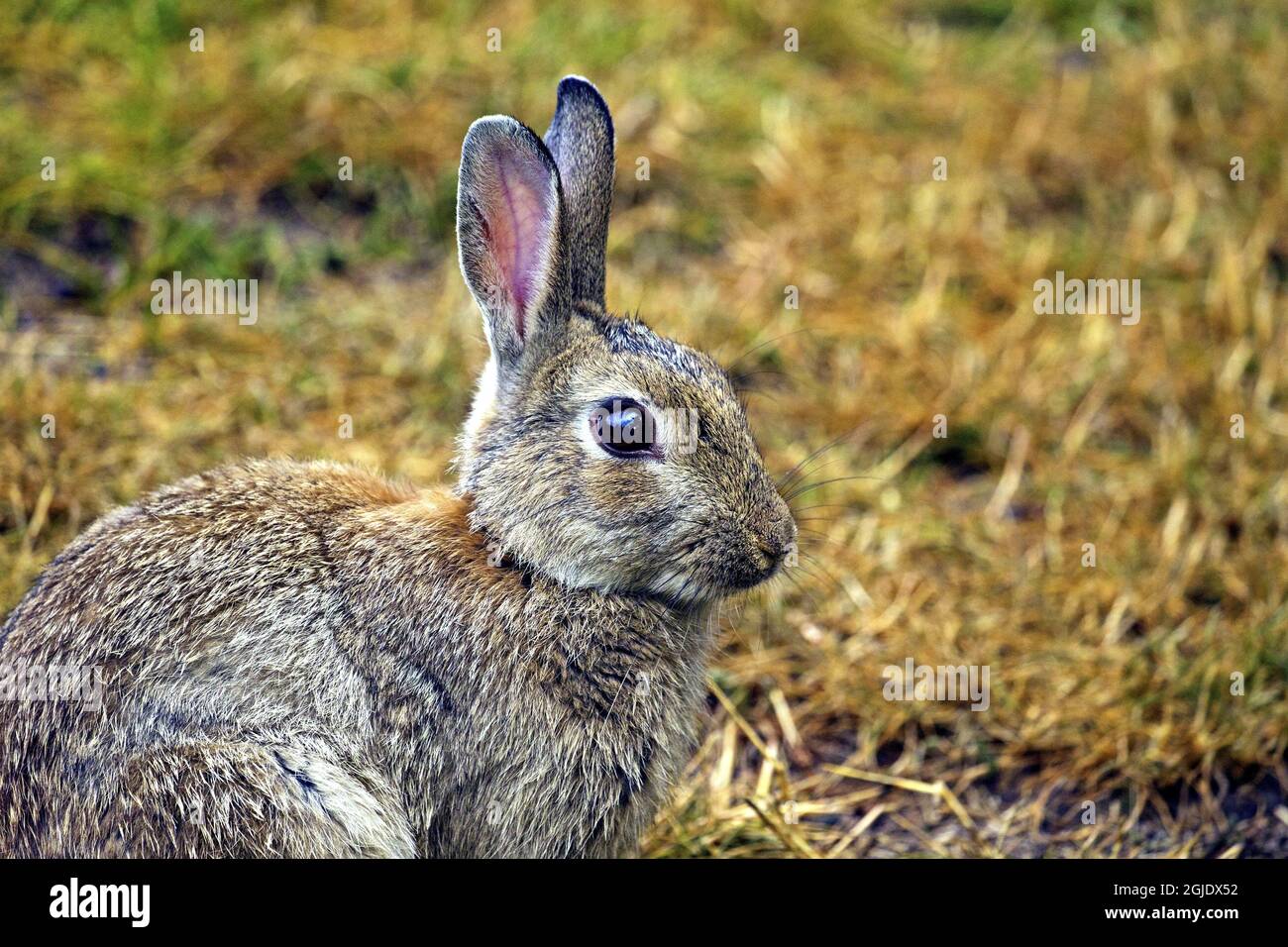 European rabbit (Oryctolagus cuniculus) Photo: Bengt Ekman / TT / code ...