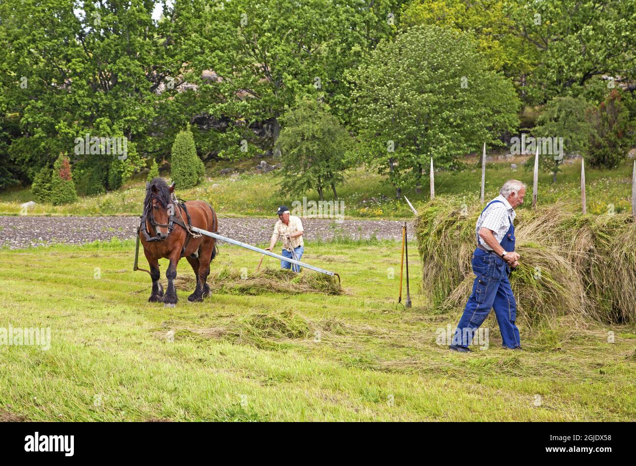 Old-Fashioned haymaking with a horse at Stendorrens nature reserve ...