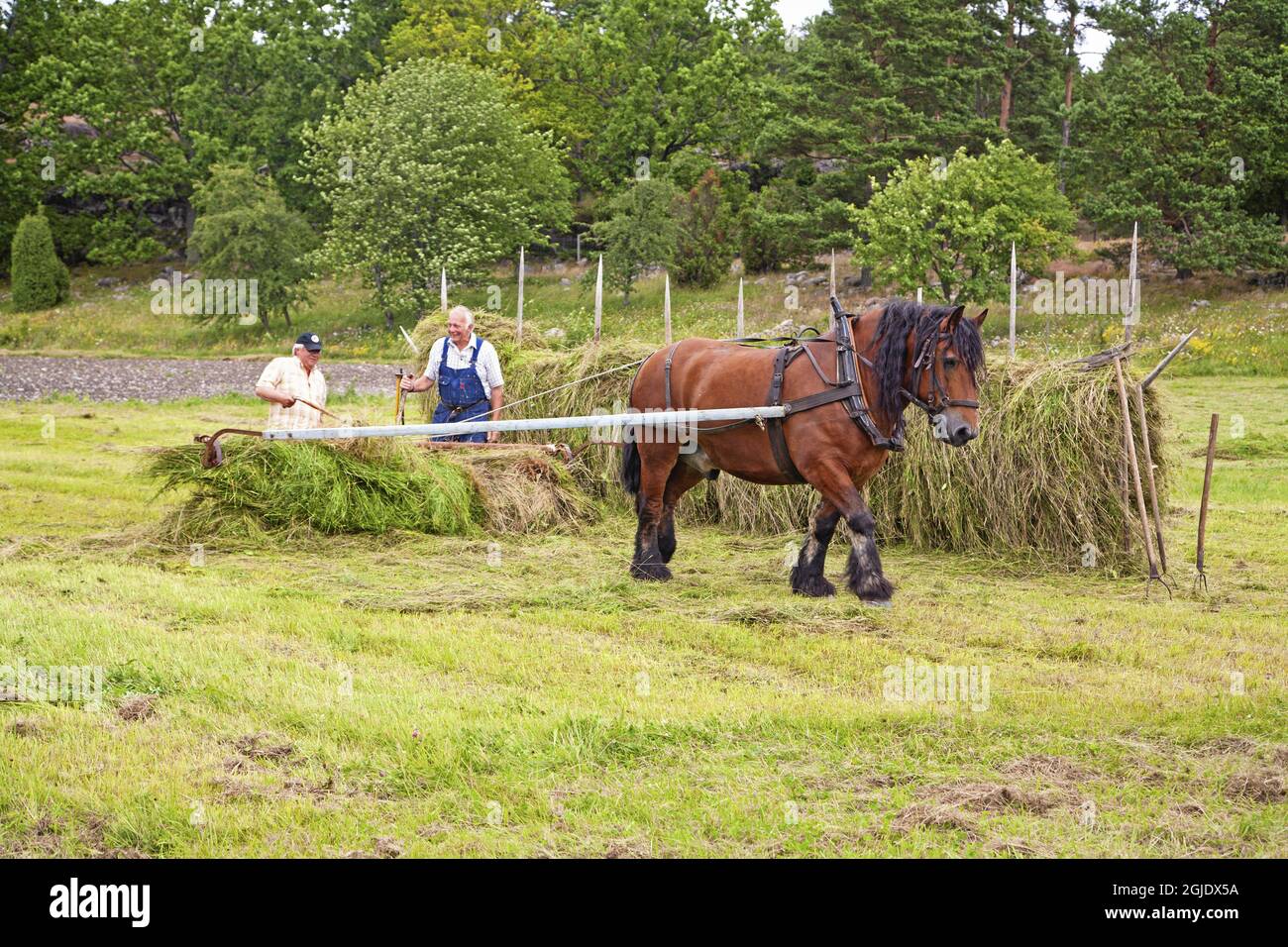 Old-Fashioned haymaking with a horse at Stendorrens nature reserve ...