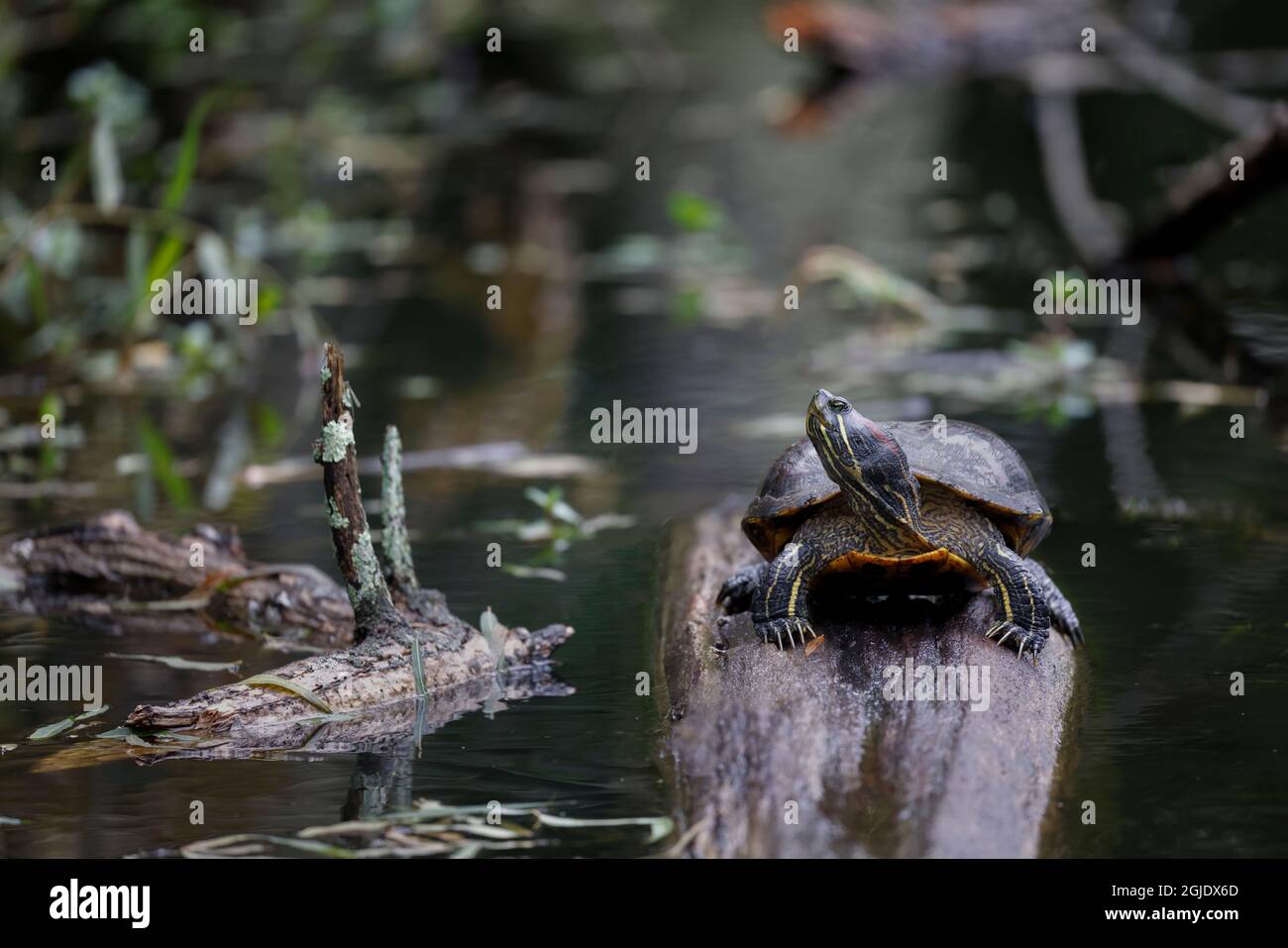 Red-eared slider, Creasey Mahan Nature Preserve, Kentucky Stock Photo ...