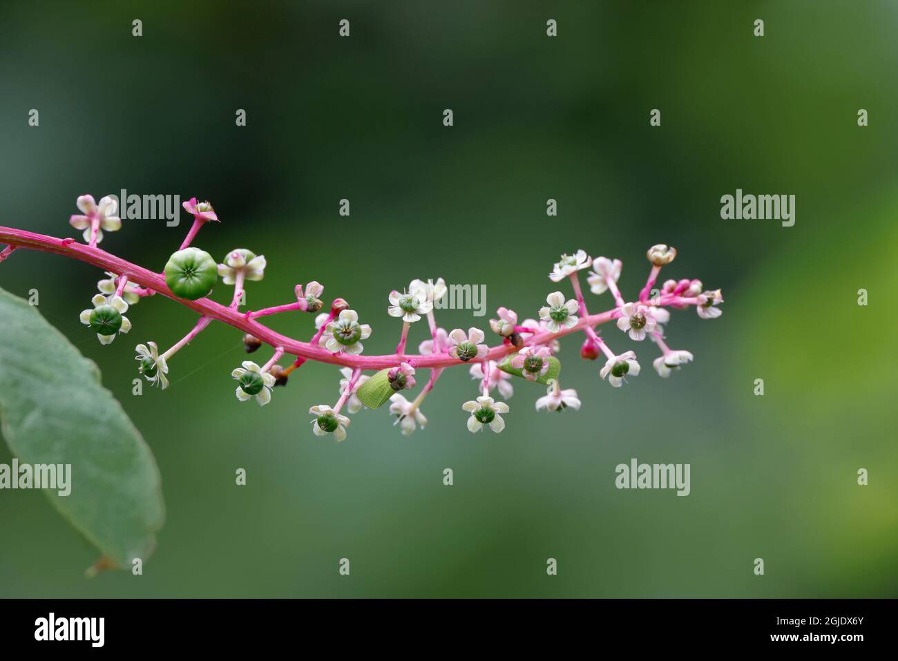 American Pokeweed, Creasey Mahan Nature Preserve, Kentucky Stock Photo ...