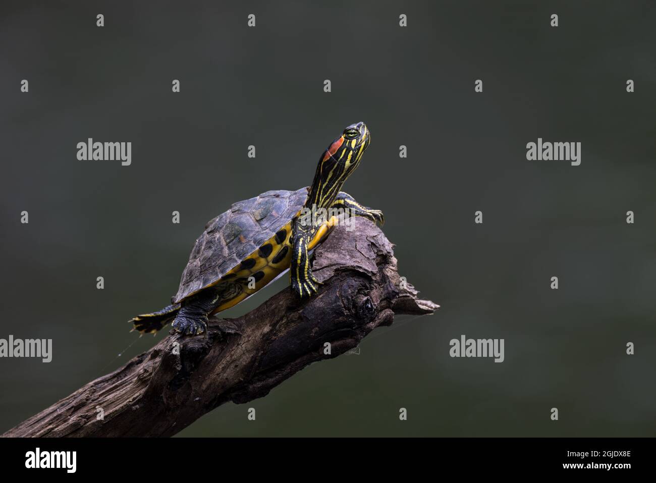 Red-eared slider, Creasey Mahan Nature Preserve, Kentucky Stock Photo ...
