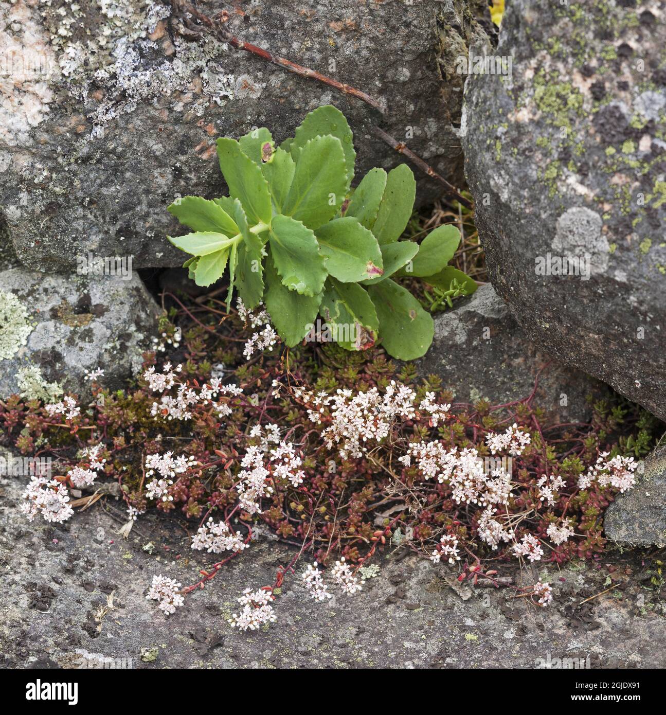 White stonecrop, Sedum album Photo: Bengt Ekman / TT / code 2706 Stock ...