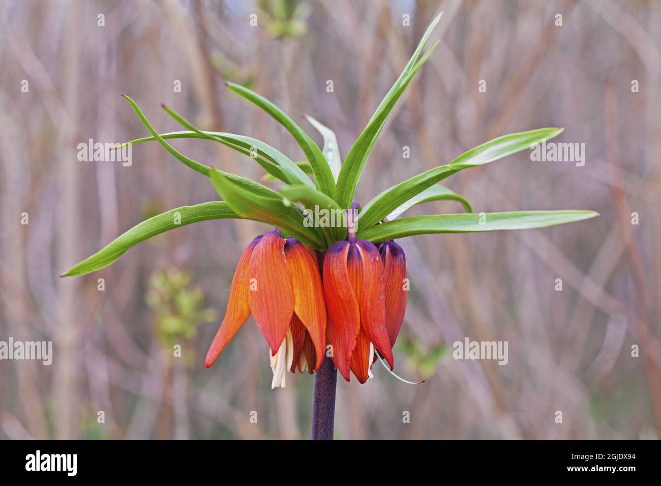 Crown imperial Lily, Fritillaria imperialis Photo: Bengt Ekman / TT ...