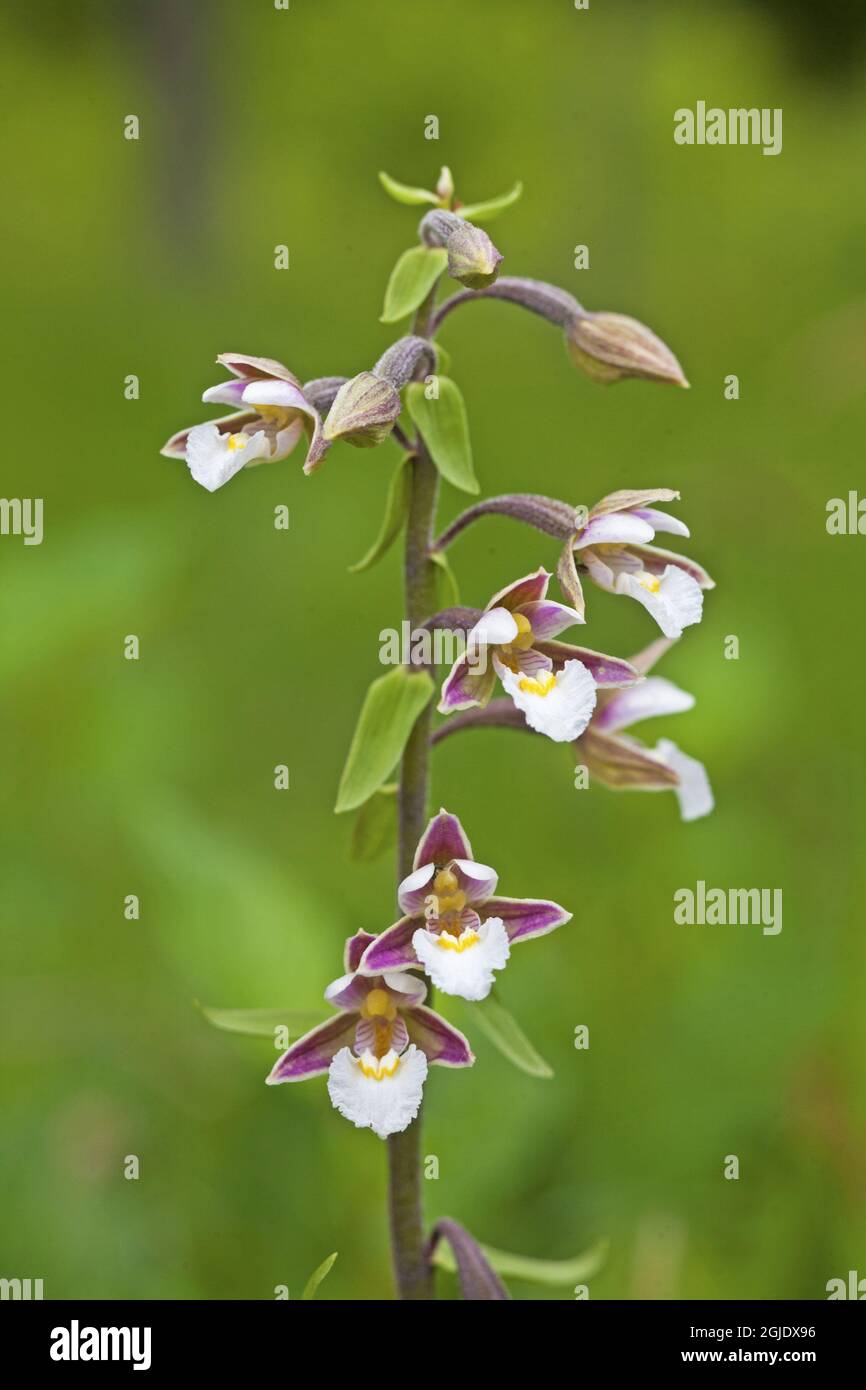 Marsh Helleborine, Epipactis palustris Photo: Bengt Ekman / TT / code ...