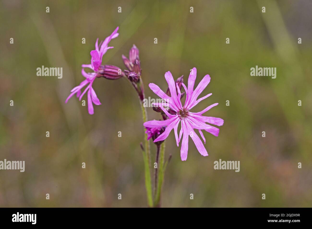 Ragged-Robin, Lychnis flos-cuculi Photo: Bengt Ekman / TT / code 2706 ...