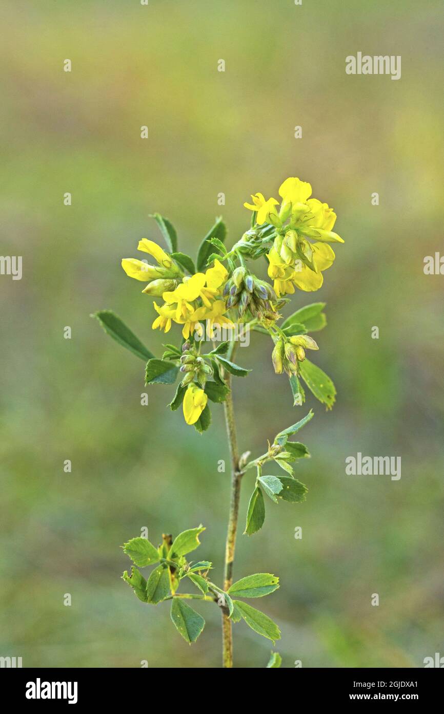 Lesser trefoil, Trifolium dubium Photo: Bengt Ekman / TT / kod 2706 ...