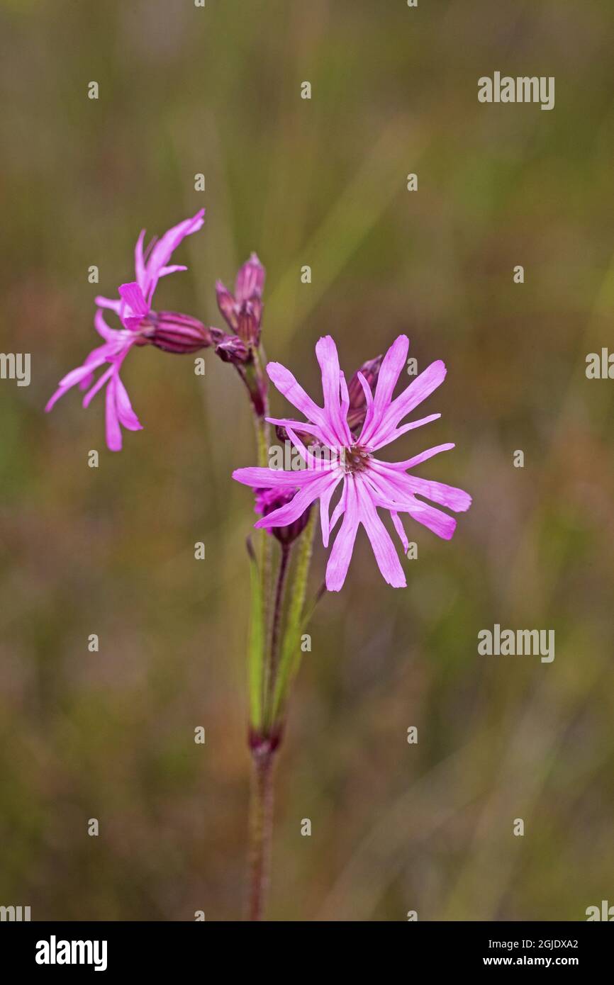 Ragged-Robin, Lychnis flos-cuculi Photo: Bengt Ekman / TT / code 2706 ...