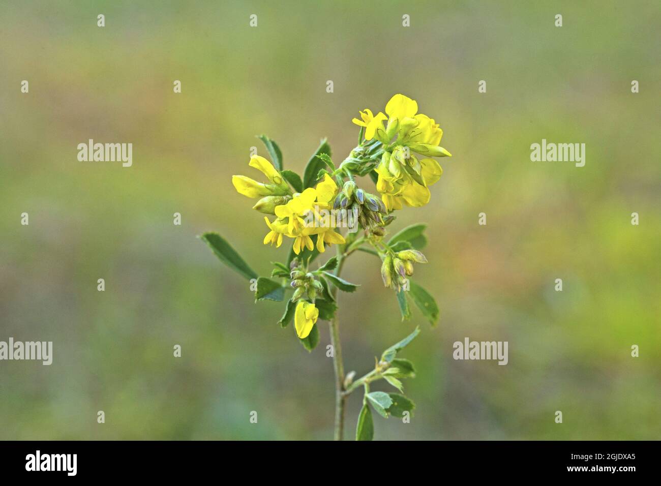 Lesser trefoil, Trifolium dubium Photo: Bengt Ekman / TT / kod 2706 ...