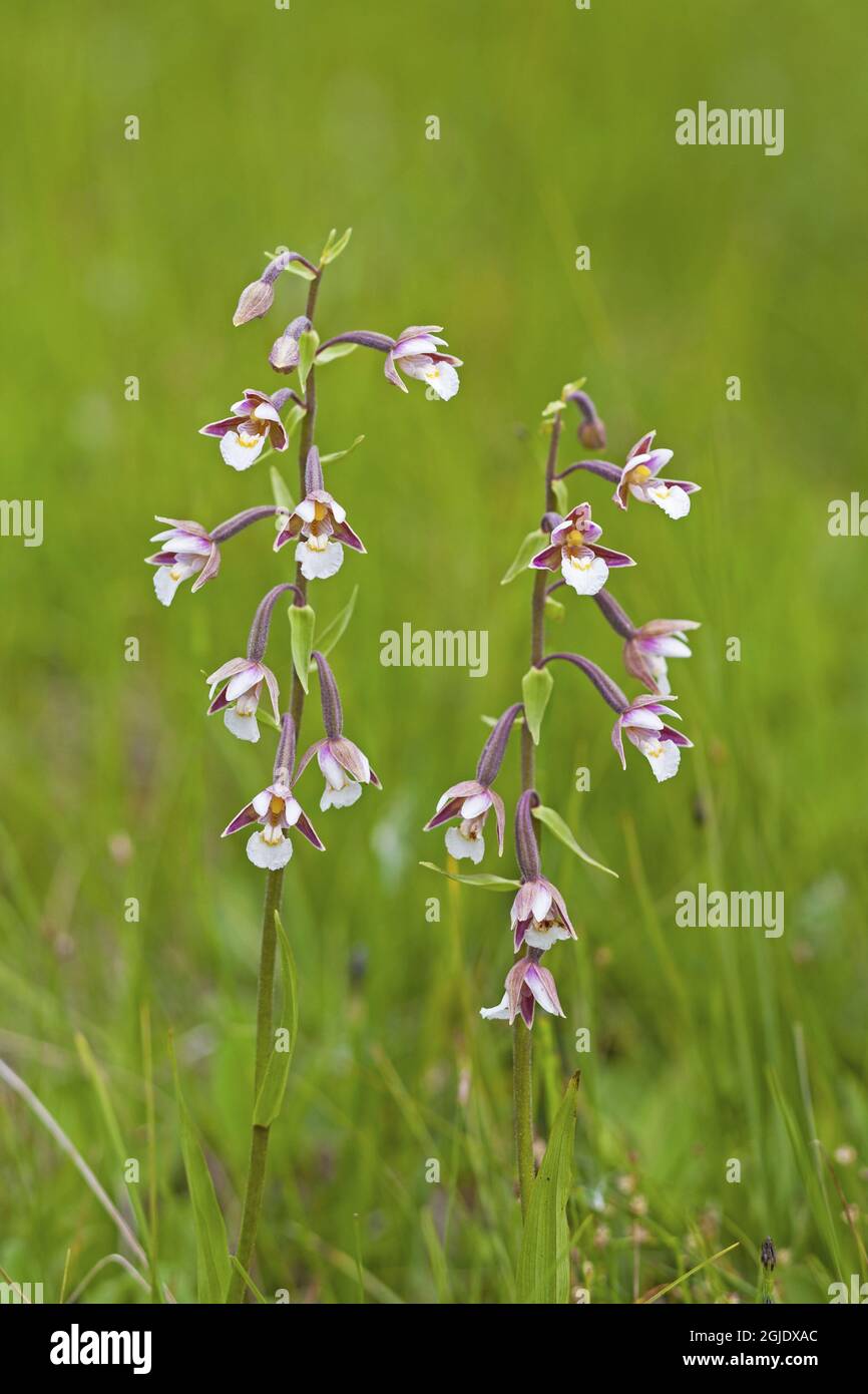 Marsh Helleborine, Epipactis palustris Photo: Bengt Ekman / TT / code ...