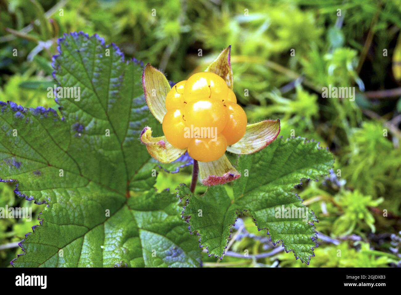 Cloudberry (Rubus chamaemorus) in Skuleskogen National Park, Sweden ...