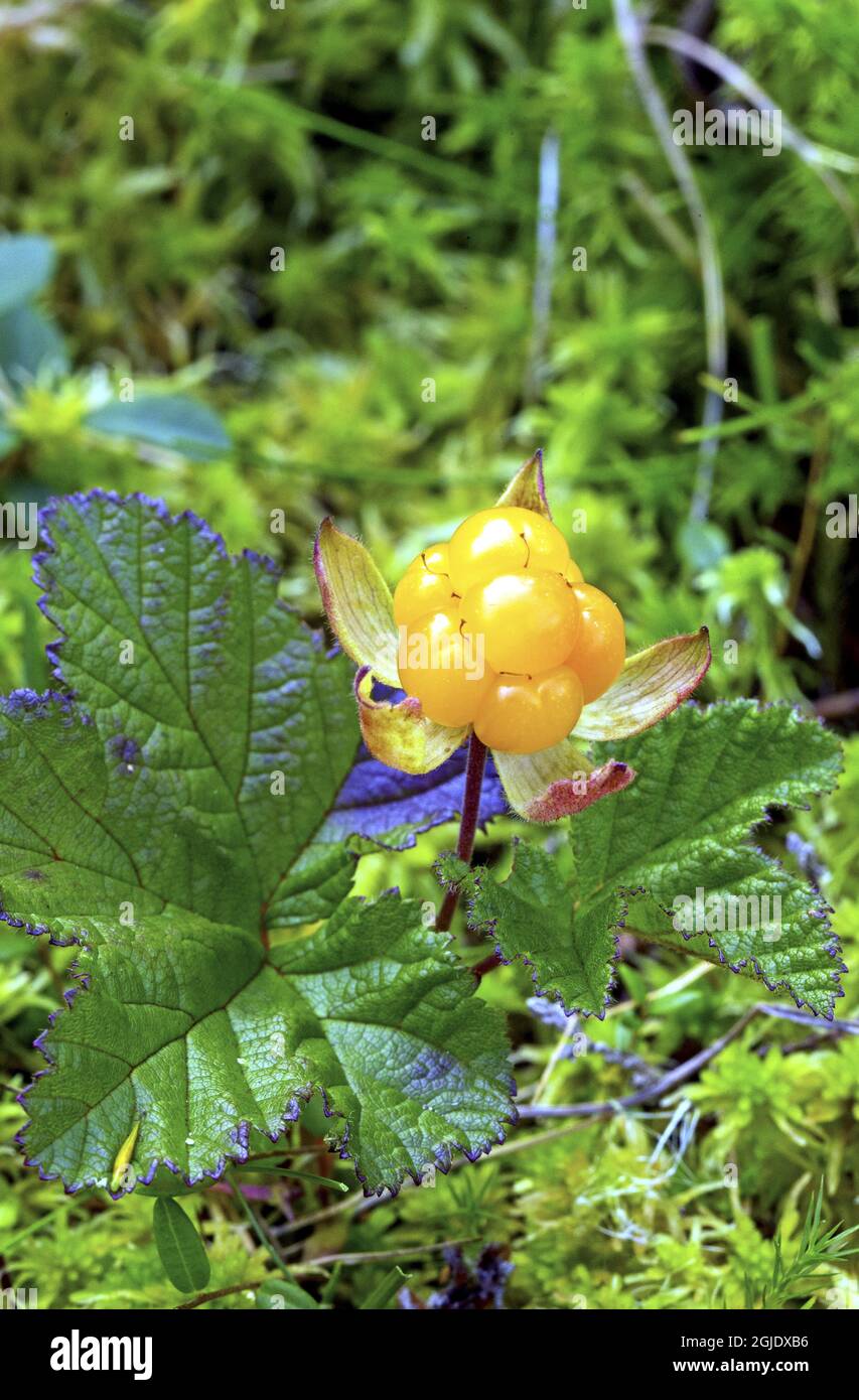 Cloudberry (Rubus chamaemorus) in Skuleskogen National Park, Sweden ...