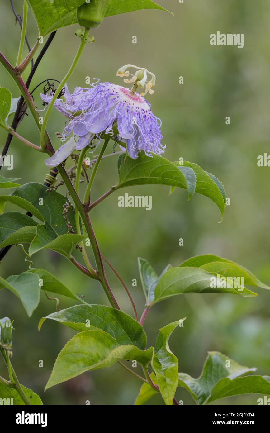 Passiflora, Passion flower, Creasey Mahan Nature Preserve, Kentucky ...