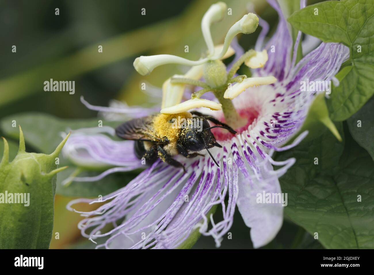 Carpenter bee, Creasey Mahan Nature Preserve, Kentucky Stock Photo - Alamy
