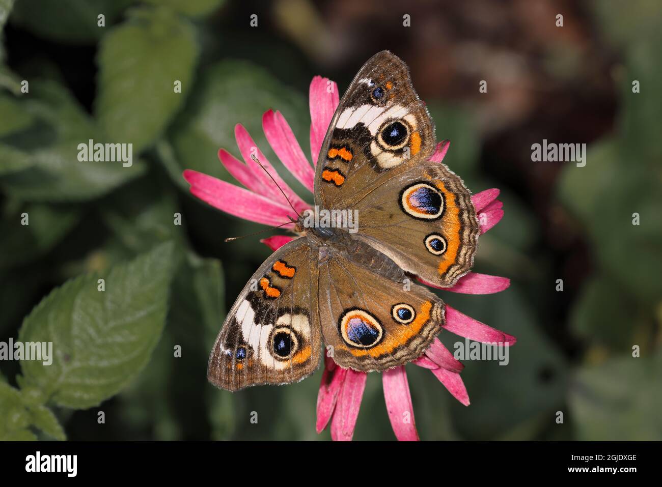 Common Buckeye butterfly, Junonia coenia, Creasey Mahan Nature Preserve ...