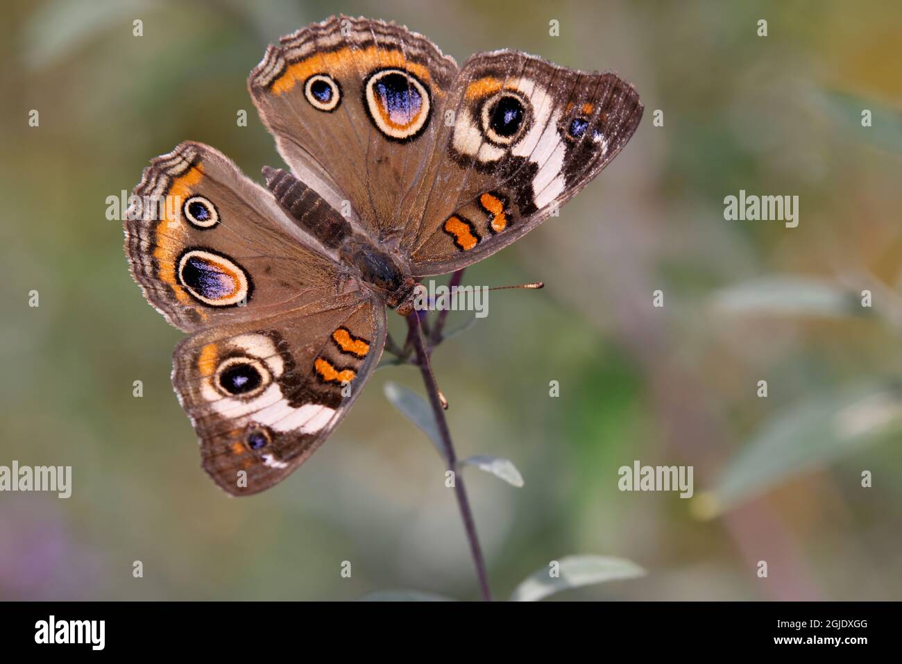 Common Buckeye butterfly, Junonia coenia, Creasey Mahan Nature Preserve ...