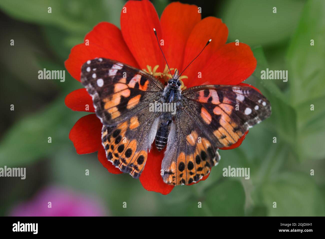 Painted lady butterfly, Creasey Mahan Nature Preserve, Kentucky Stock ...