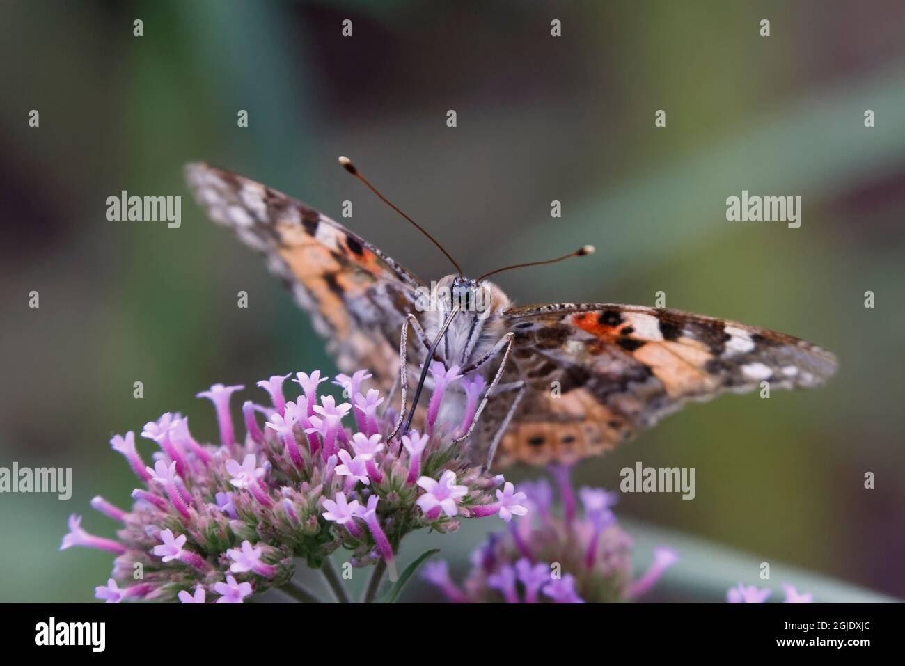Painted lady butterfly, Creasey Mahan Nature Preserve, Kentucky Stock ...